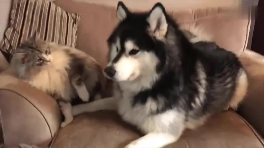 只要猫和狗在一块,总会打打架,如今成家常便饭,铲屎官也不管了