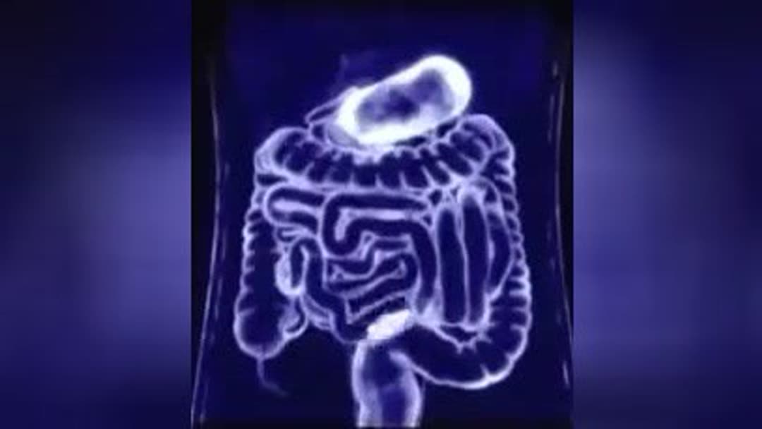 食物消化的全过程,是全过程!一定要看到最后!#医学生秀技能#