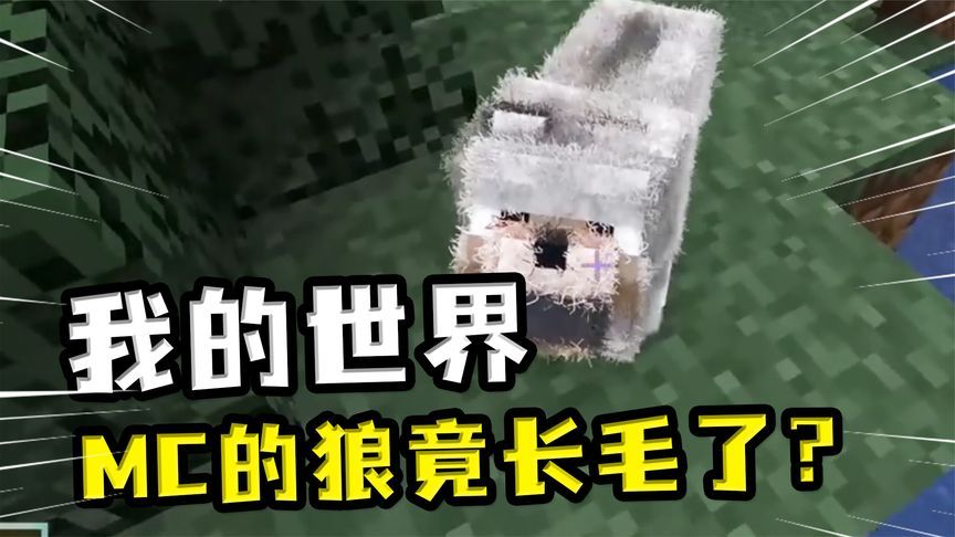我的世界:游戏里的有趣画面,如果把狼放置太久,狼就会长出毛