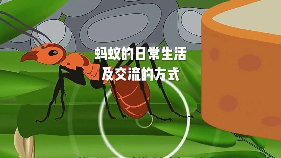 蚂蚁的日常生活及其互相交流的方式