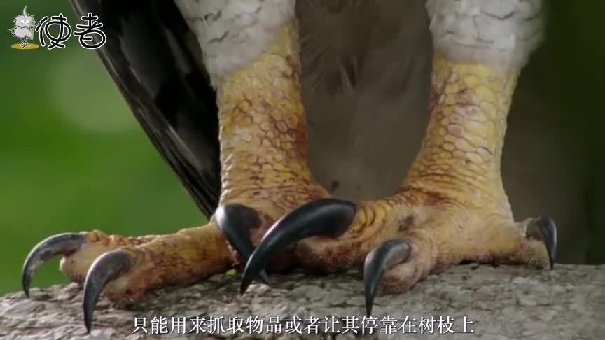 有些动物就是虚有其表,爪子长2米的镰刀龙