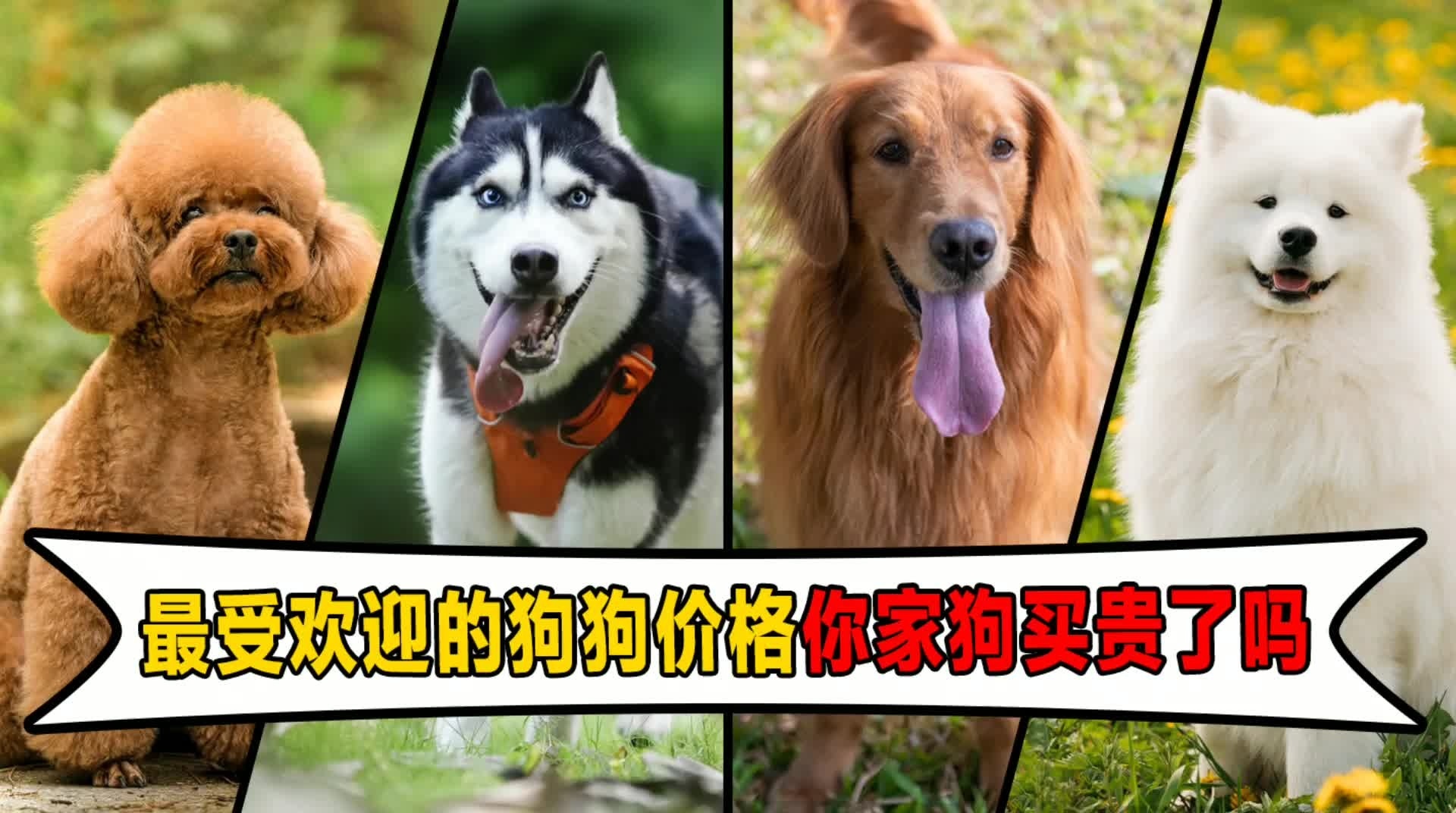 最受欢迎的狗狗价格,你家狗买贵了吗?
