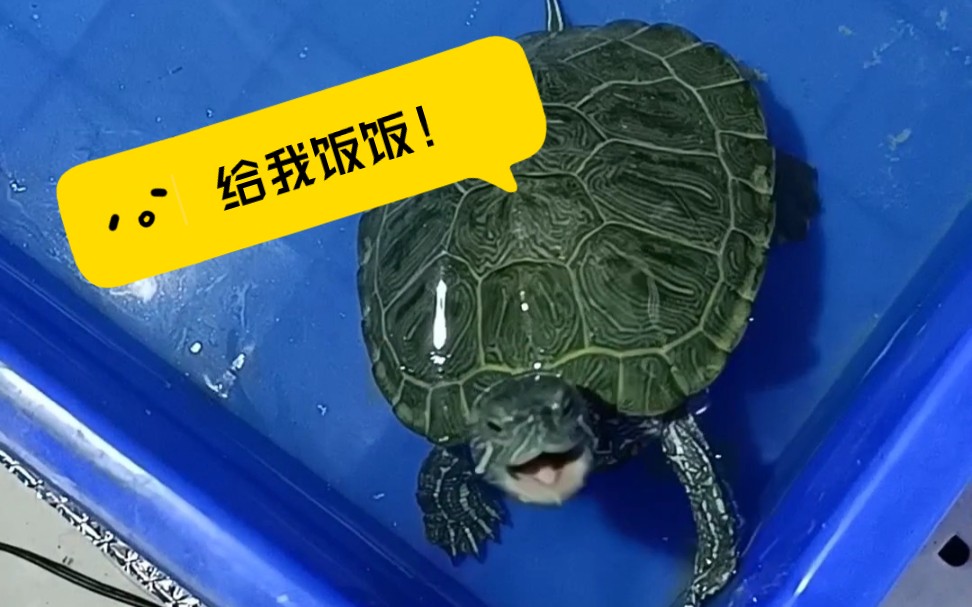 【巴西龟】如何召唤一只小狗龟