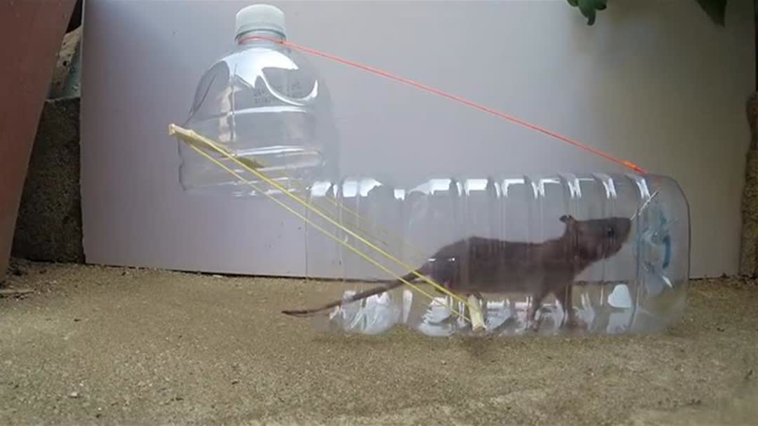 三种实用的捕鼠神器,一晚抓十几只老鼠,成本只要几块钱