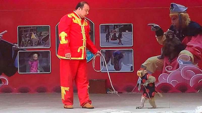 猴子模仿人,有模有样!河南济源实拍,看看七十岁老人如何走路的