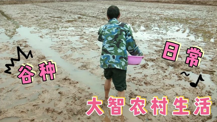 水稻开播种了,新农民是这样做的,你们哪里怎么播种#开春来种草