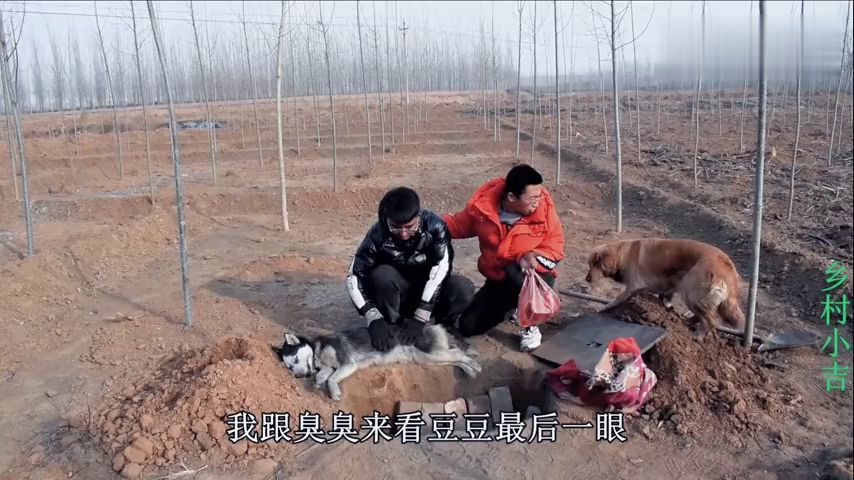 田野小亮之小亮,臭臭,小吉一起来送哈士奇