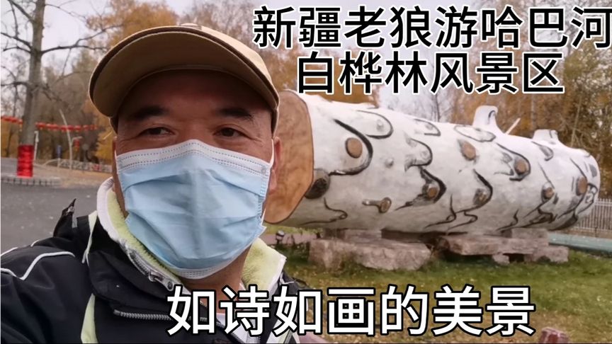 新疆老狼游白桦林风景区,四胞胎白桦树死了两胎,啄木鸟辛勤除虫