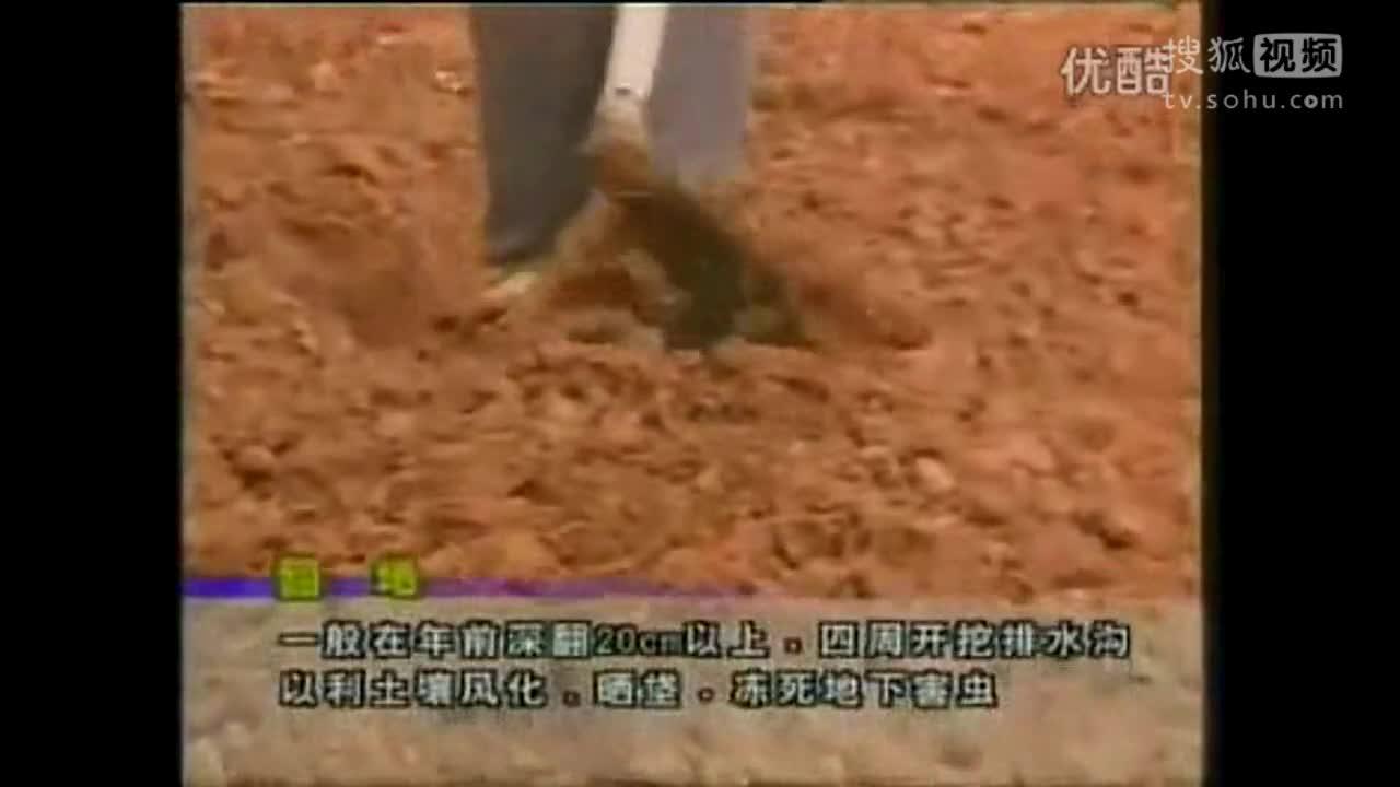 露地西瓜种植高产视频_高清版