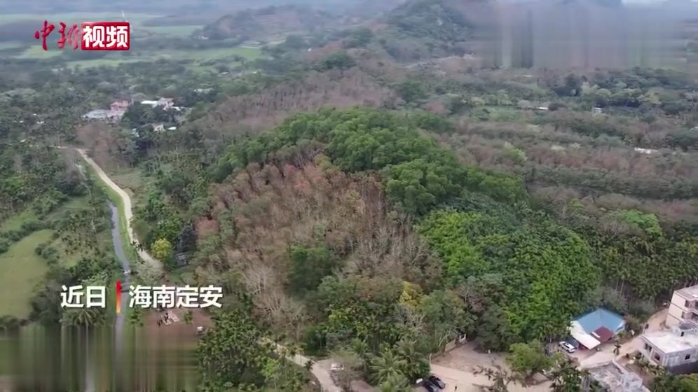 一棵树占地9.8亩!海南800年古榕"独木成林"