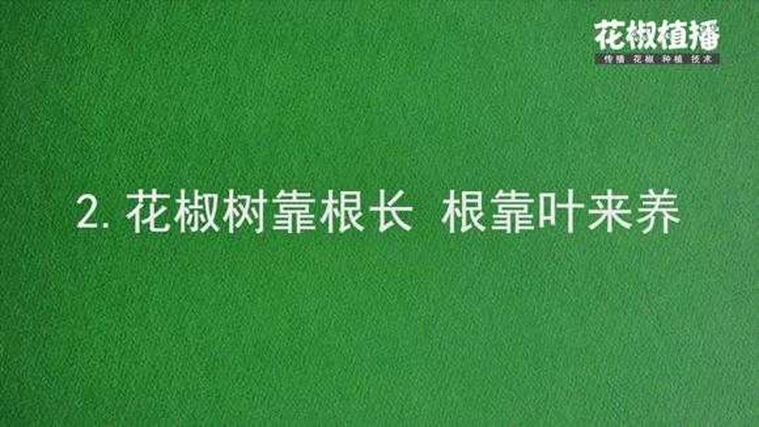 《花椒植播》第41期:花椒树管理经典语录