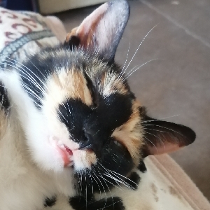 猫星之王 