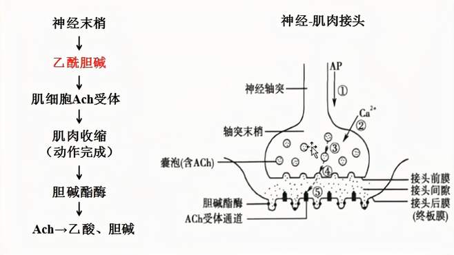 有机磷中毒发病机制详解