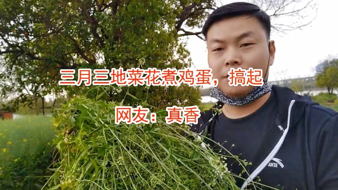 在农村三月三是要用地菜花煮鸡蛋的,你煮了吗?