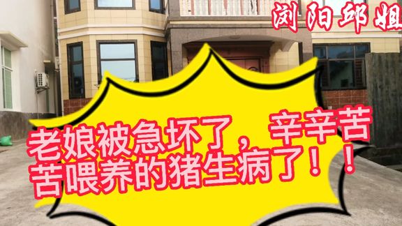 老娘急哭了辛苦精心喂了半年多几头猪发病了,每天好吃好喝供着它