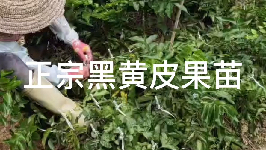 黑黄皮果苗种植管理技术,你知道吗