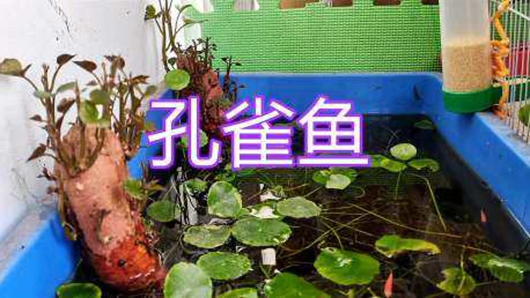 老三用周转箱养孔雀鱼,种上铜钱草和水培红薯,养成生态小鱼池