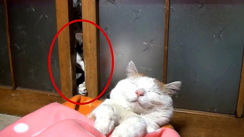 猫咪在睡觉,同伴们来找它玩,接下来猫咪的举动太萌了!