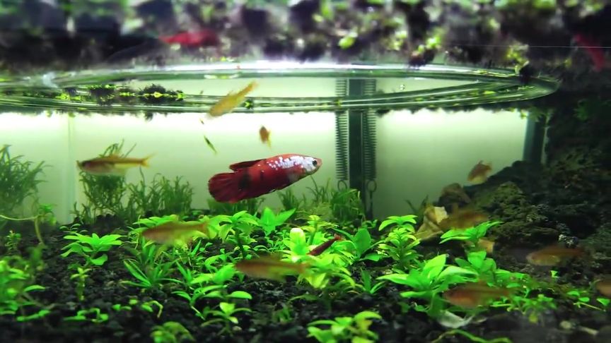 用火山石和鱼缸打造漂亮的微型生态系统 放上小鱼非常漂亮