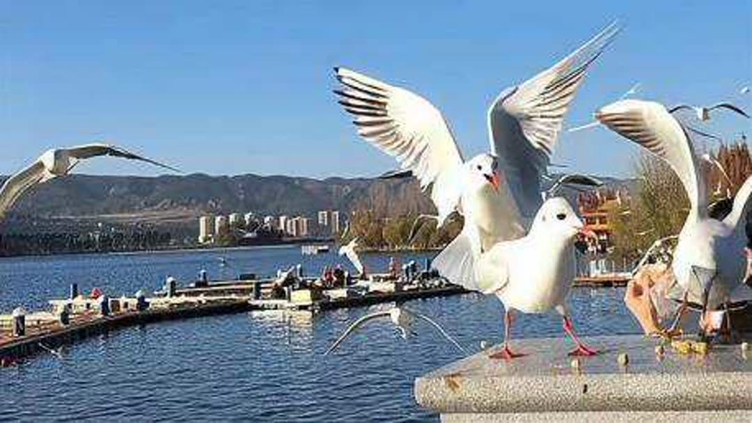 2021年1月份全国房价排行榜,一共14个城市降价。你的城市降了吗