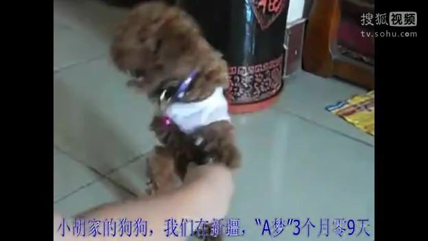 训狗教程 怎么训练狗狗去厕所