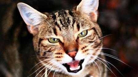 中国国产“小老虎”,是唯一被世界认可的品种,在国外身价飙升!