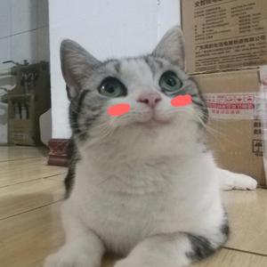 东拉拉贝尔 