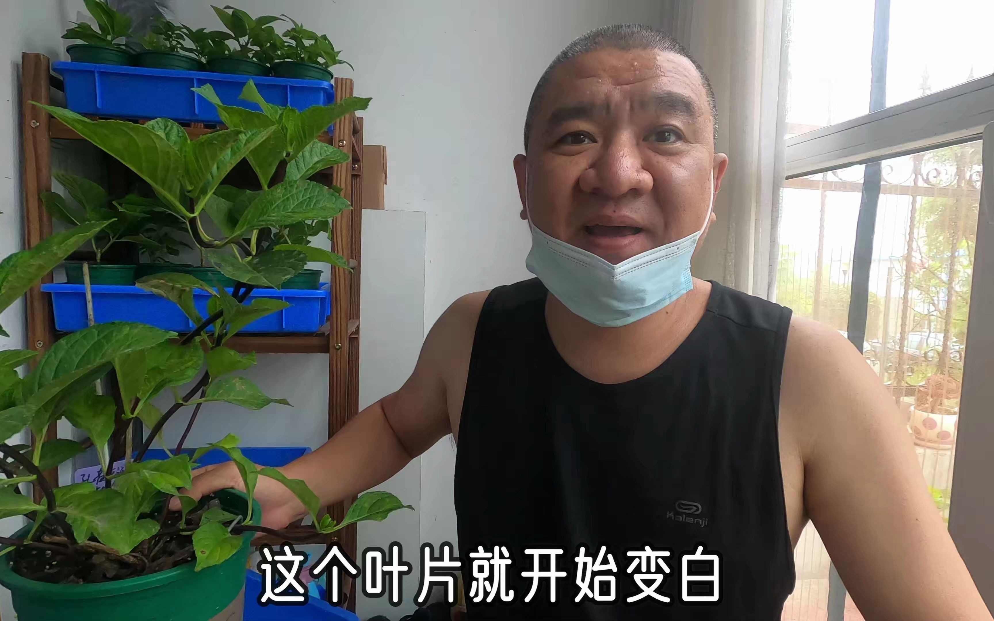 绣球花得了“白粉病”的原因是什么?怎样处理?老手演示方法