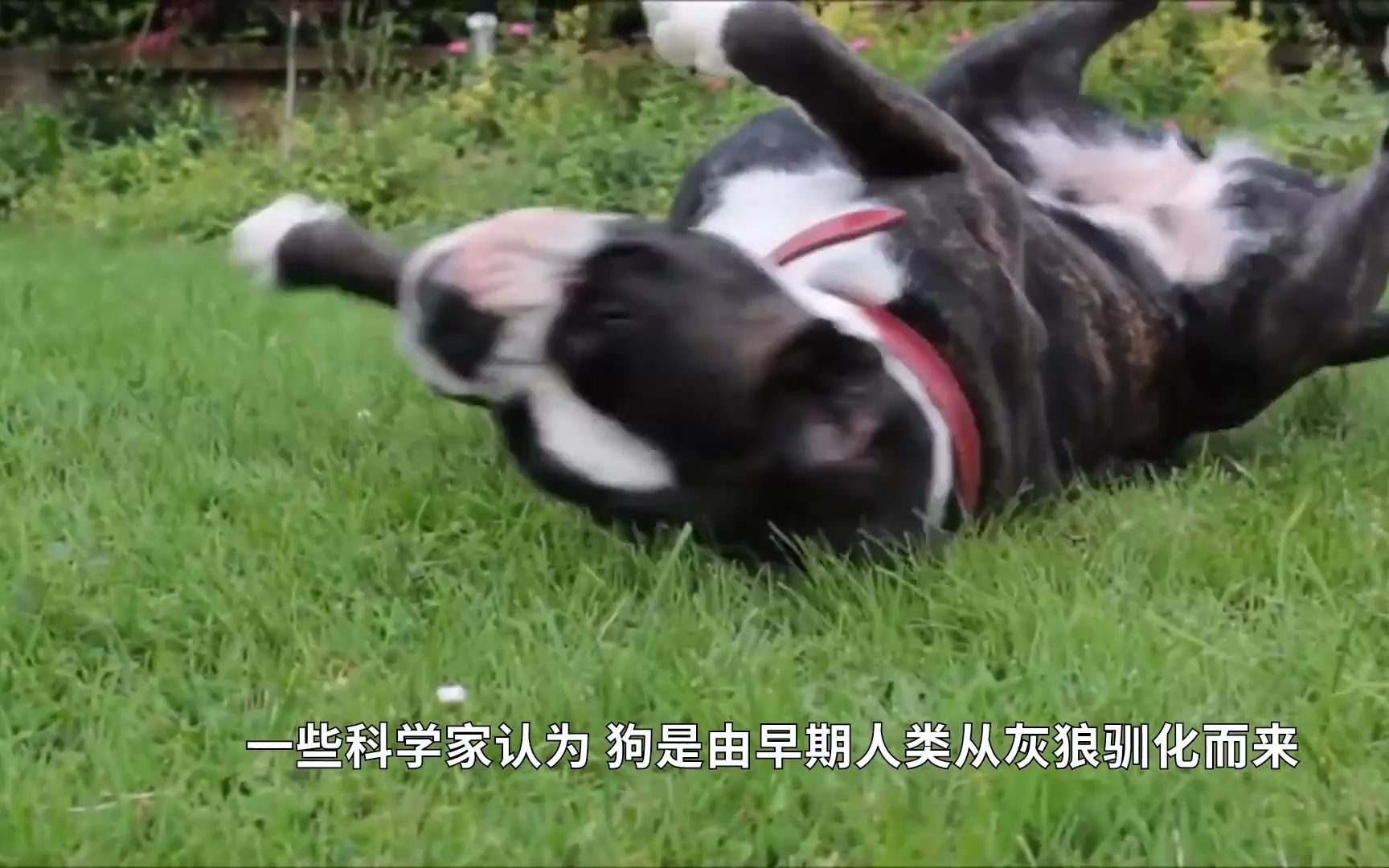 动物的社会,盘点那些标志性群居动物,这打起架来想输都难啊