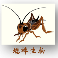 蟋蟀生物 