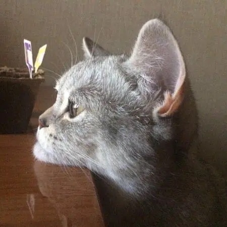 隐隐隐尘 