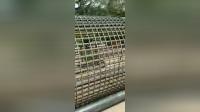 南宁数控钢筋笼成型设备 自动绕筋