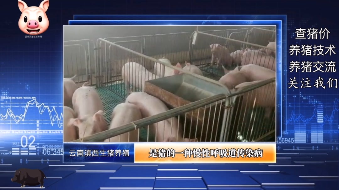 治疗猪气喘病的几种好办法!你都知道吗?