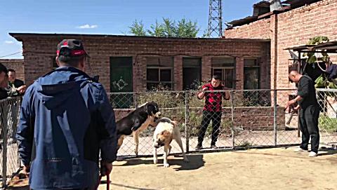 两只俄罗斯中亚牧羊犬对战, 到底谁能获胜? 看气势答案就有了