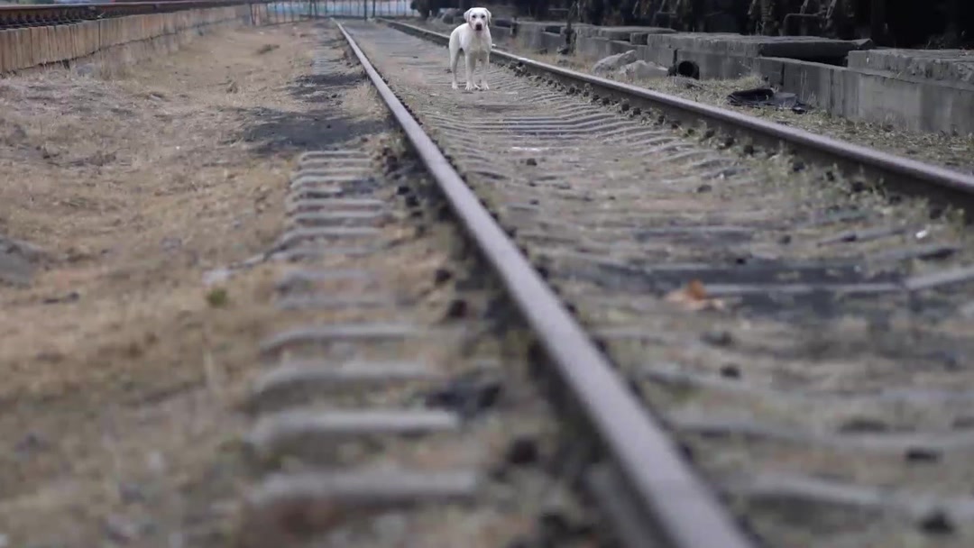 新犬演员的诞生之演员待机的修养