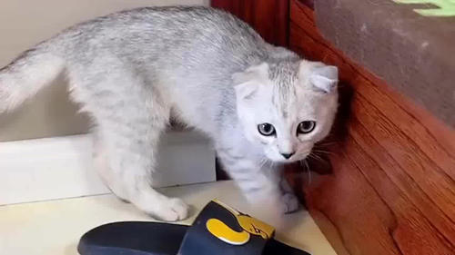 小猫咪太调皮了,铲屎官研究捕猫神器抓它,却一次次被它打脸!