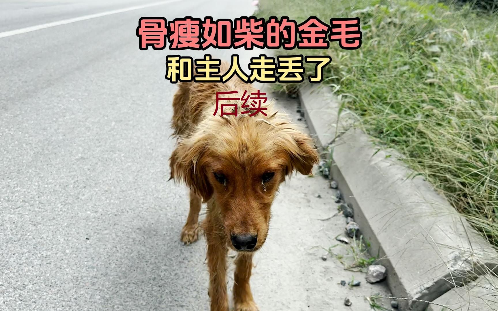 被主人丢弃在外的金毛,去医院检查身体发现,发了高烧