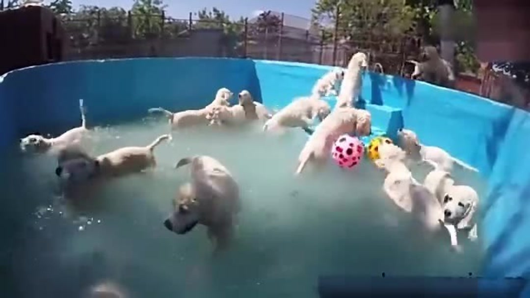 第一次在泳池里游泳的有趣视频,金毛猎犬小狗