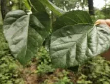 为啥越来越多的人喜欢用桑叶泡水喝?了解下吧,很实用!