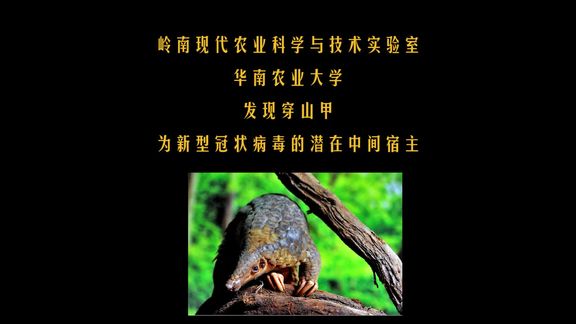 #穿山甲为新型冠状病毒潜在中间宿主毒株与新冠毒株相似度达99%!