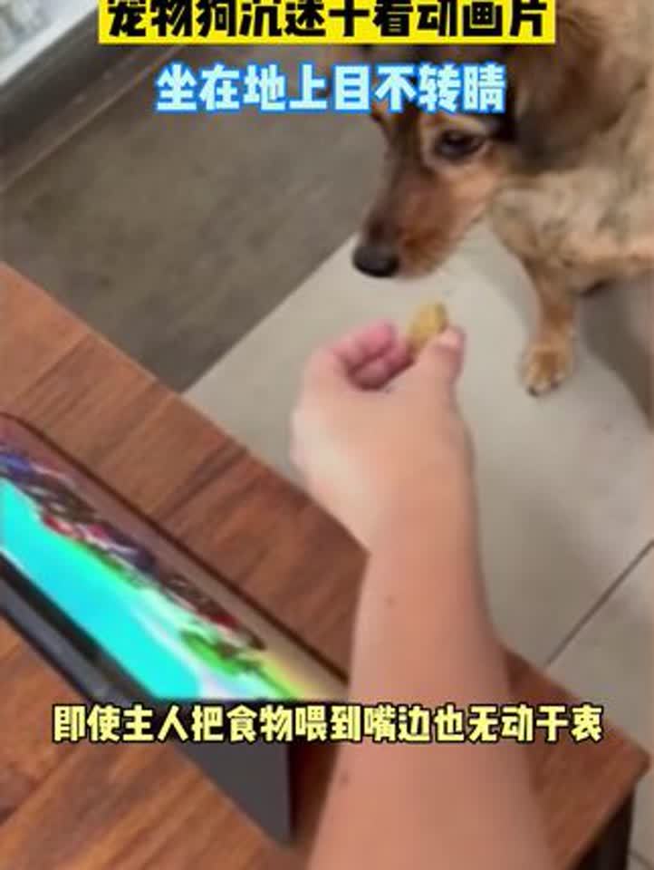 阿根廷一只宠物狗沉迷于看动画片,坐在地上目不转睛