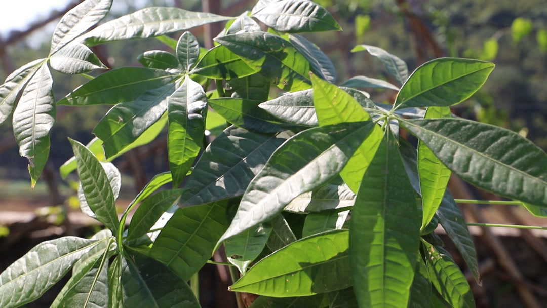 养发财树先养根,根养好了植株自然减少小毛病