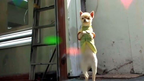 这只狗狗的兴趣爱好就是跳舞,一直停不下来