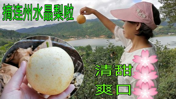 连州水晶梨为什么那么好吃?明姐带大家去果园里看看
