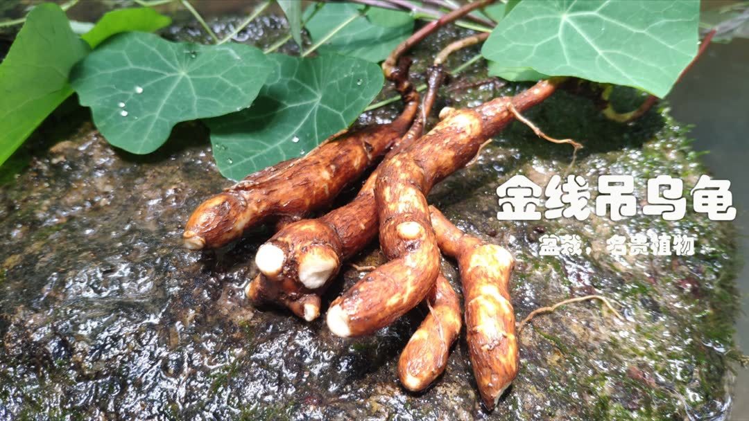 金线吊乌龟是一种名贵的植物,也叫“金不换”,做盆栽很漂亮