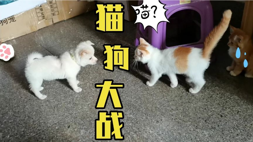 猫和狗打架,到底最后谁能赢?看完给我笑得遭不住ߘ�ߘ