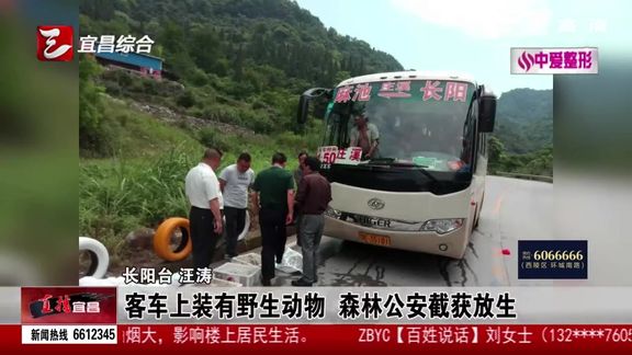 客车上装有野生动物 森林公安截获放生