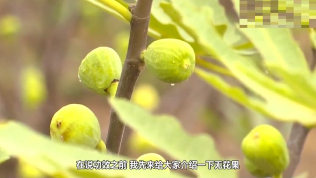 无花果根叶治疗白斑作用大,配它早晚喝一碗,一月告别白斑不是梦