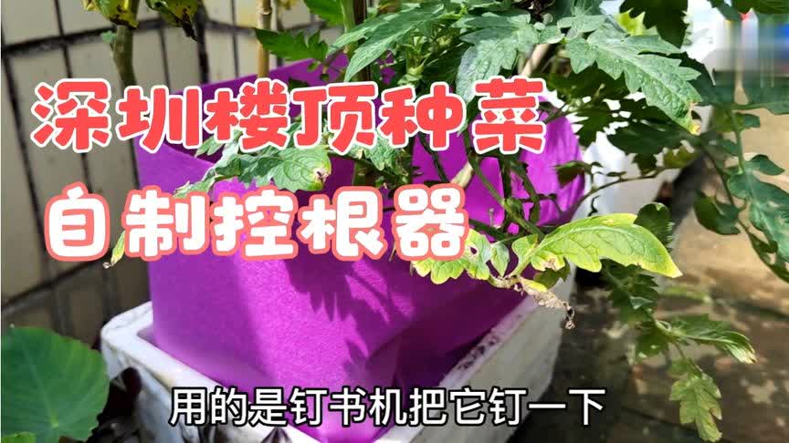 楼顶种菜这样才能收获多 自制控根器 好看又实惠