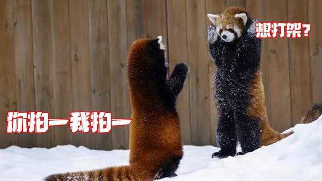 和大熊猫同属一科的小熊猫,其本质却并非熊科!